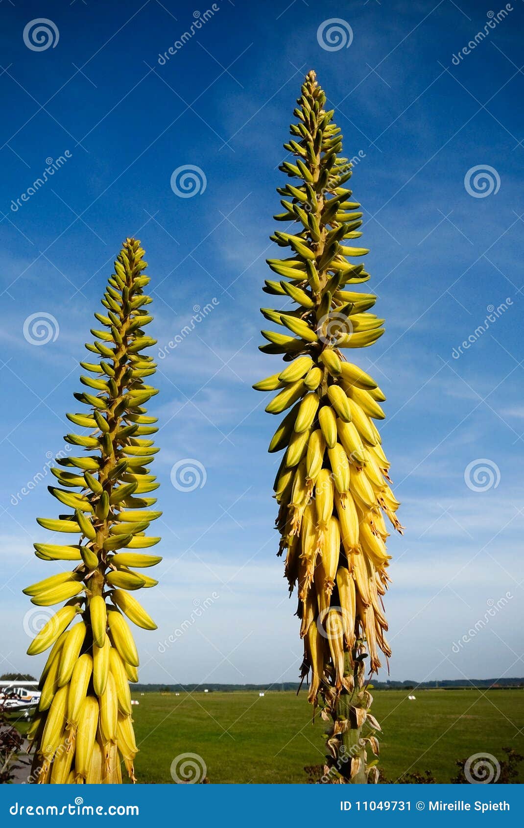 Aloe Vera Blossom stock image. Image of yellow, like - 11049731 Aloe Vera Blossom stock image. Image of yellow, like - 11049731