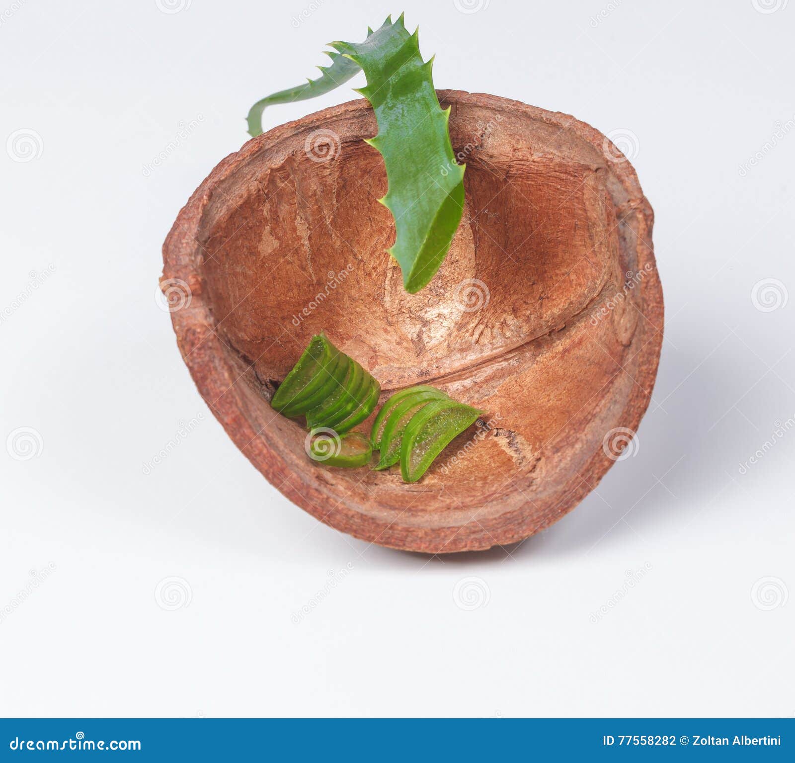 Aloe vera in coconut shell stock photo. Image of aloe - 77558282