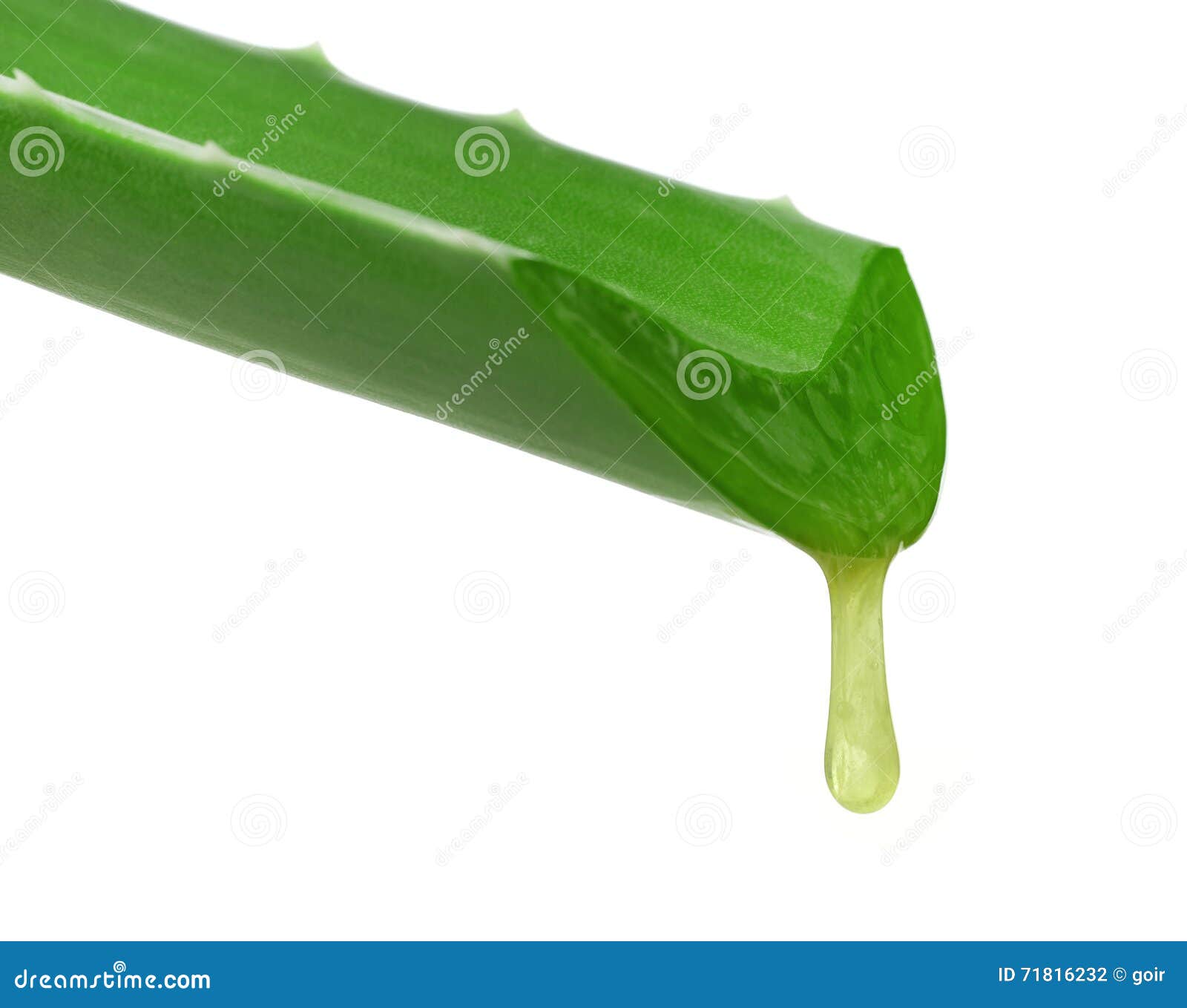 Aloe vera drop stock photo. Image of close, herb, focus - 71816232