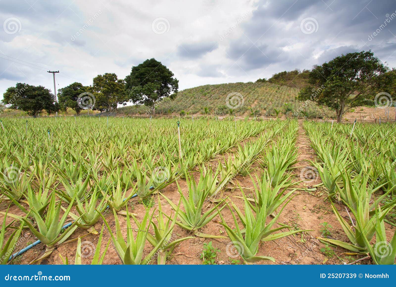 Aloe vera in the farm stock image. Image of agriculture - 25207339