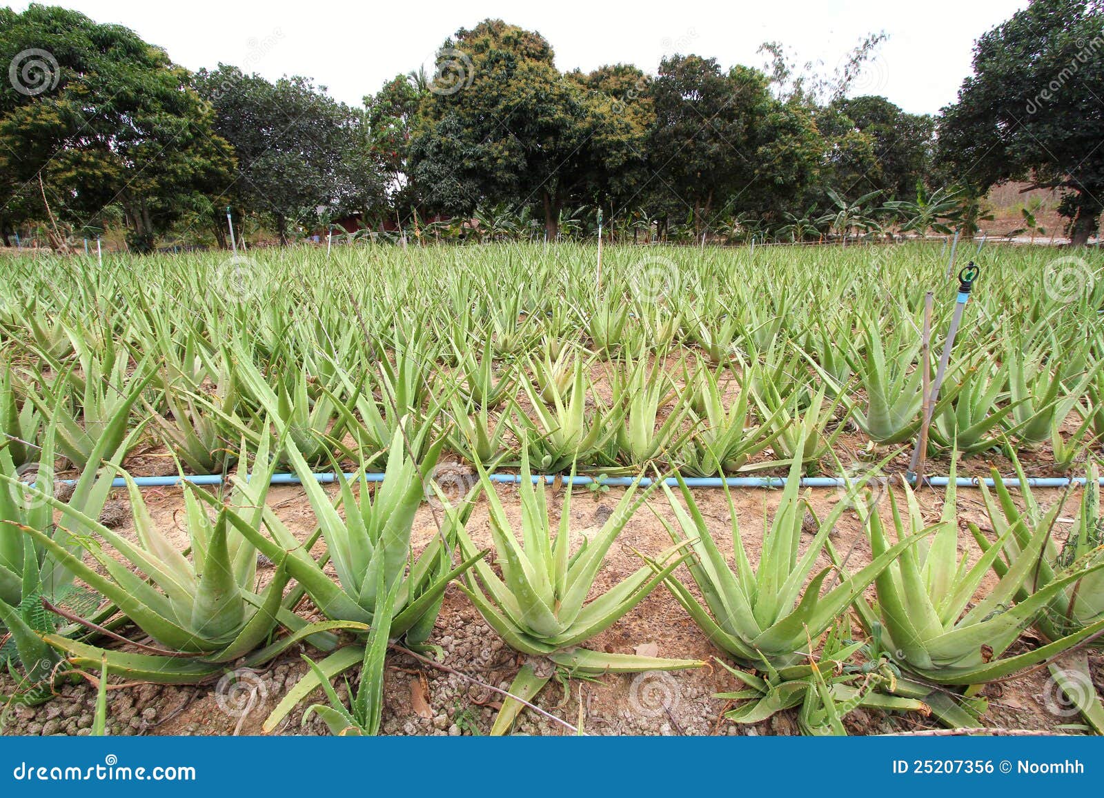 Aloe vera in the farm stock photo. Image of farming, organic - 25207356