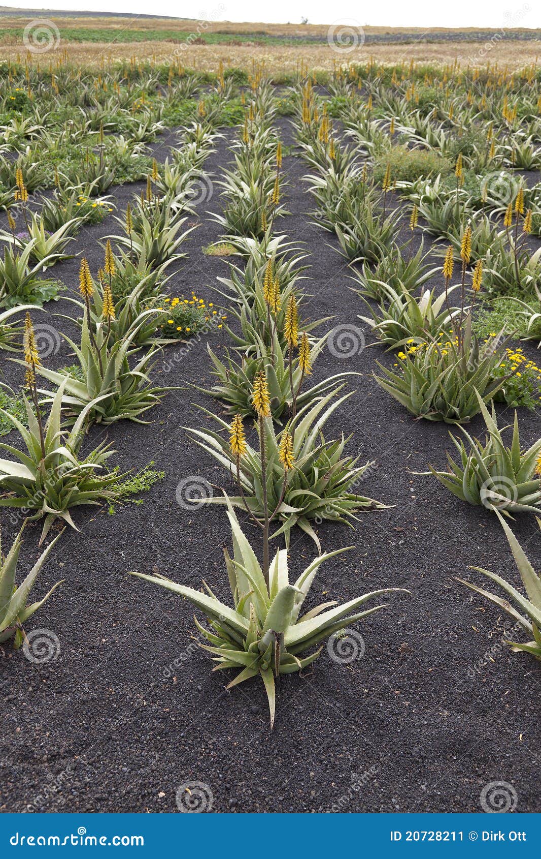 Aloe vera field stock image. Image of cactus, cure, care - 20728211
