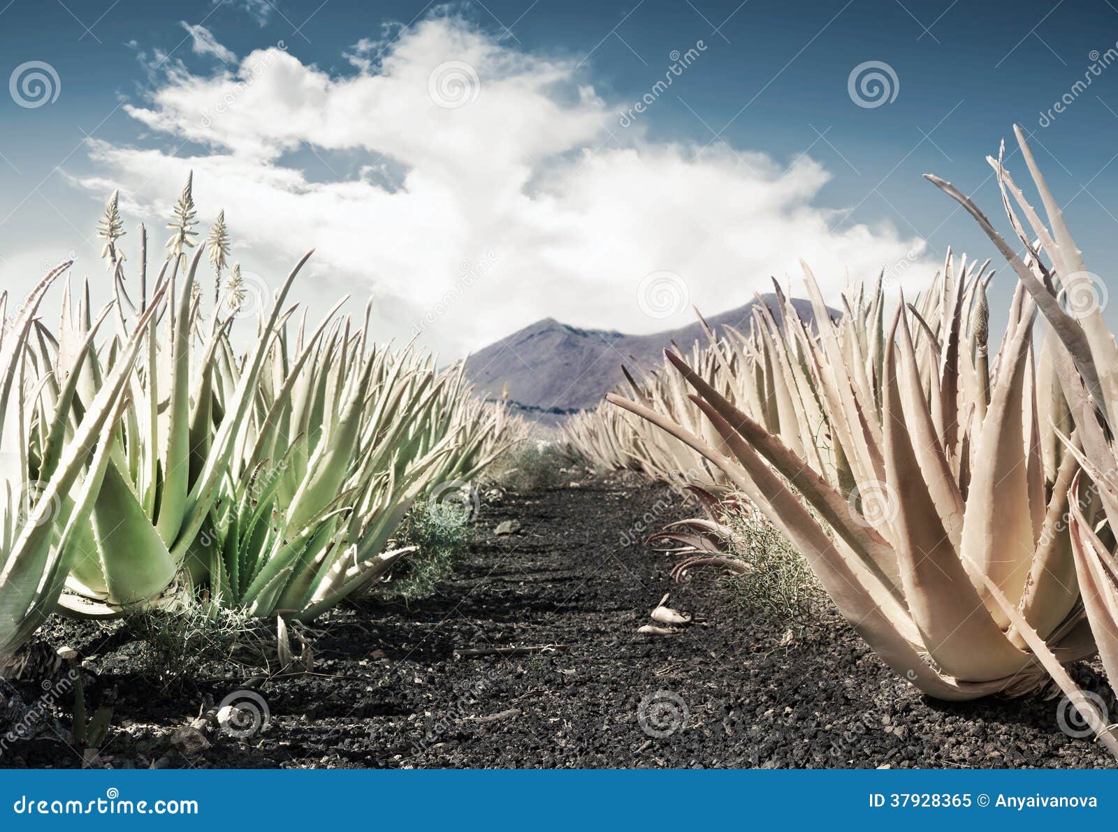 Aloe vera field stock image. Image of green, canary, succulent - 37928365