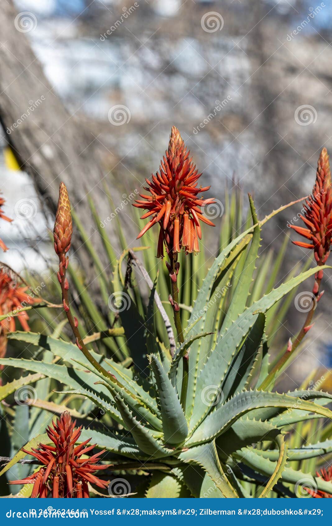 Aloe Vera Floreciente. Flor Aloe Vera Foto de archivo - Imagen de ...