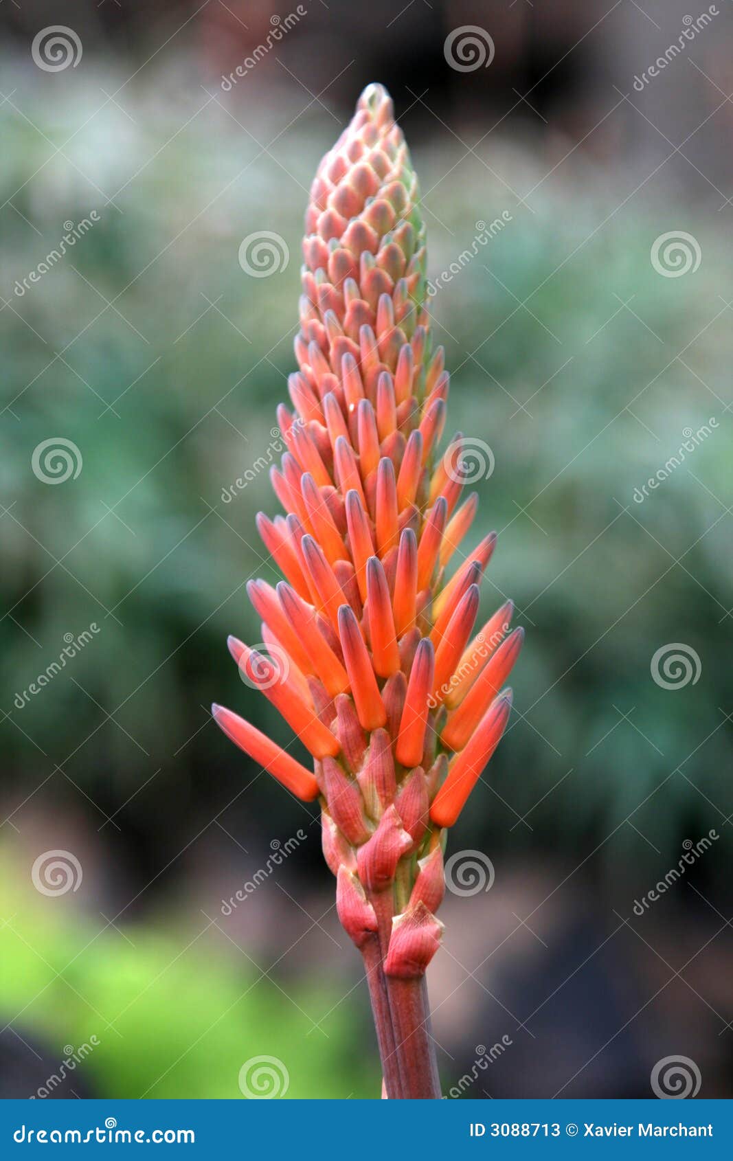 Aloe vera flower stock image. Image of flower, vera, tree - 3088713
