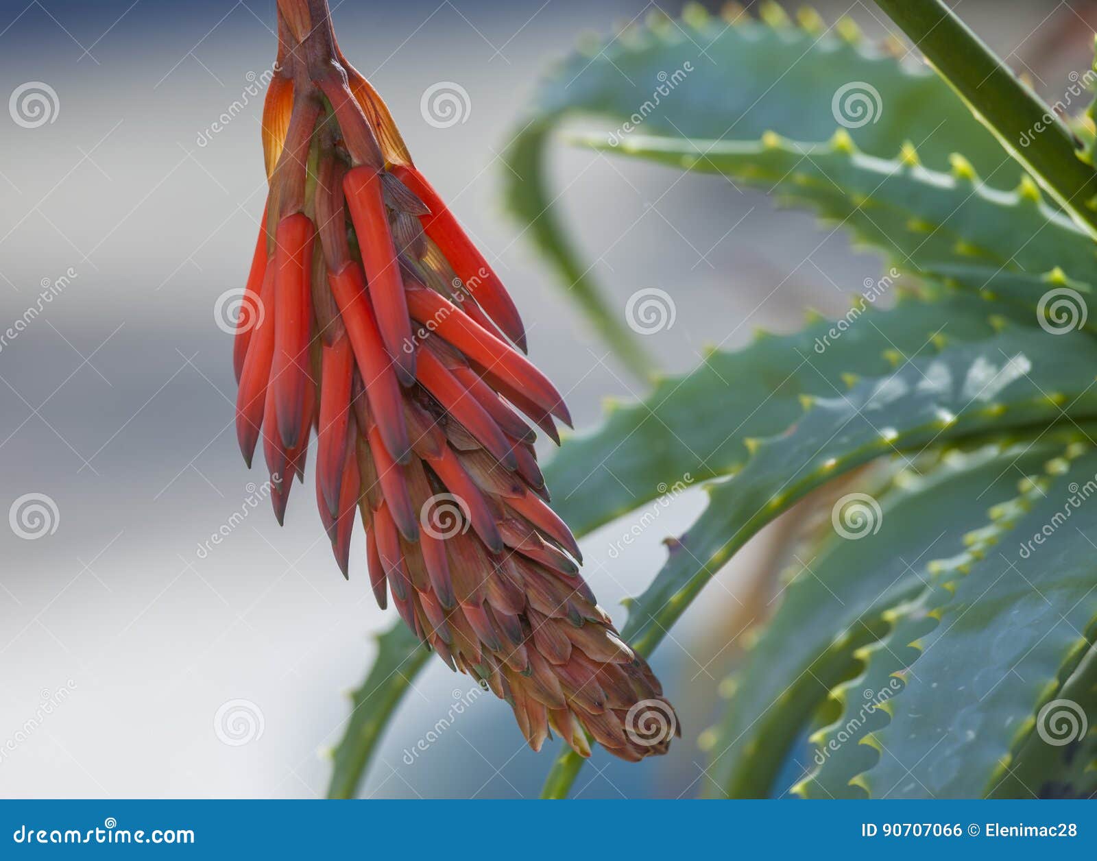 Aloe Vera Flower stock photo. Image of juice, floral - 90707066