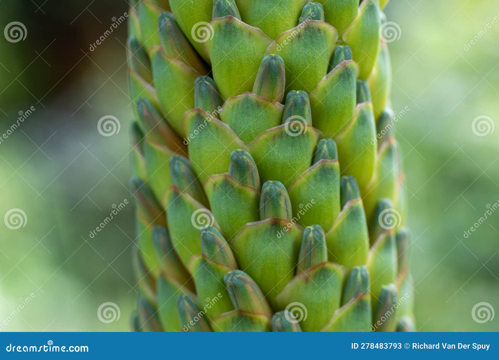 Aloe Vera Flower Pre-bloom Development Stock Image - Image of medicinal ...