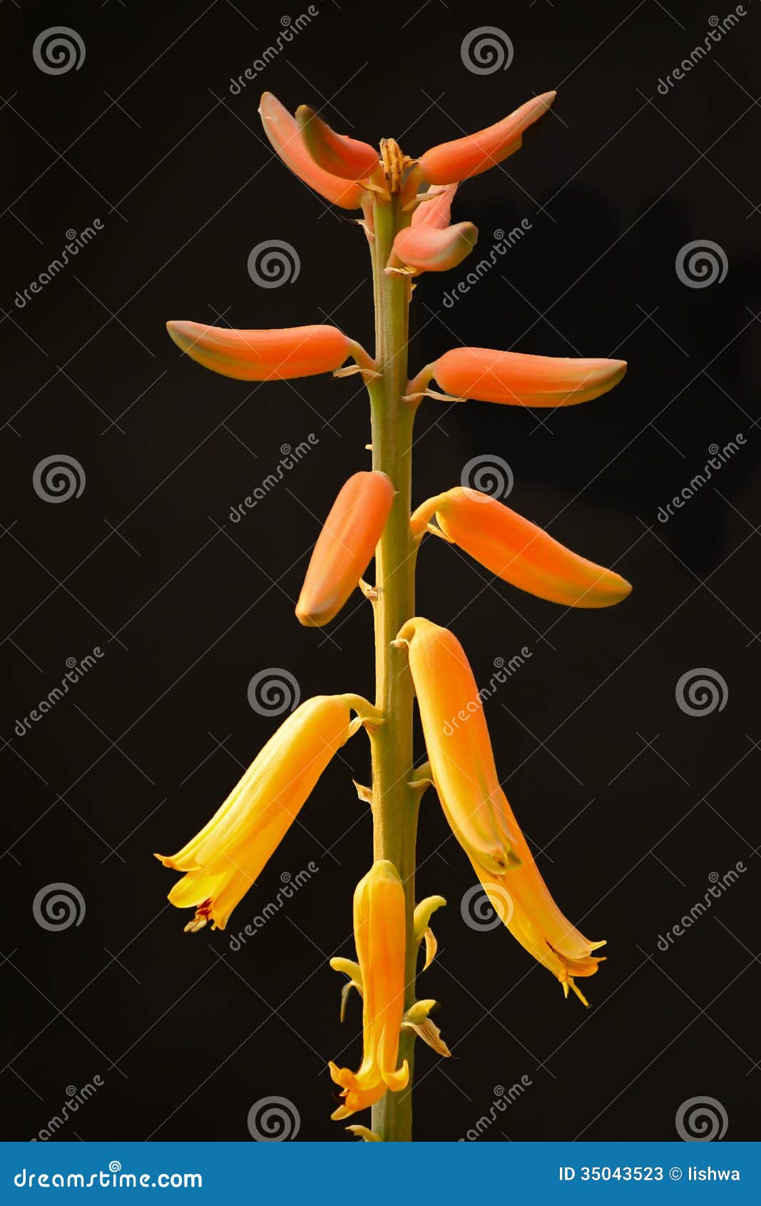 Aloe Vera Flower stock image. Image of canon, sonar, vijay - 35043523