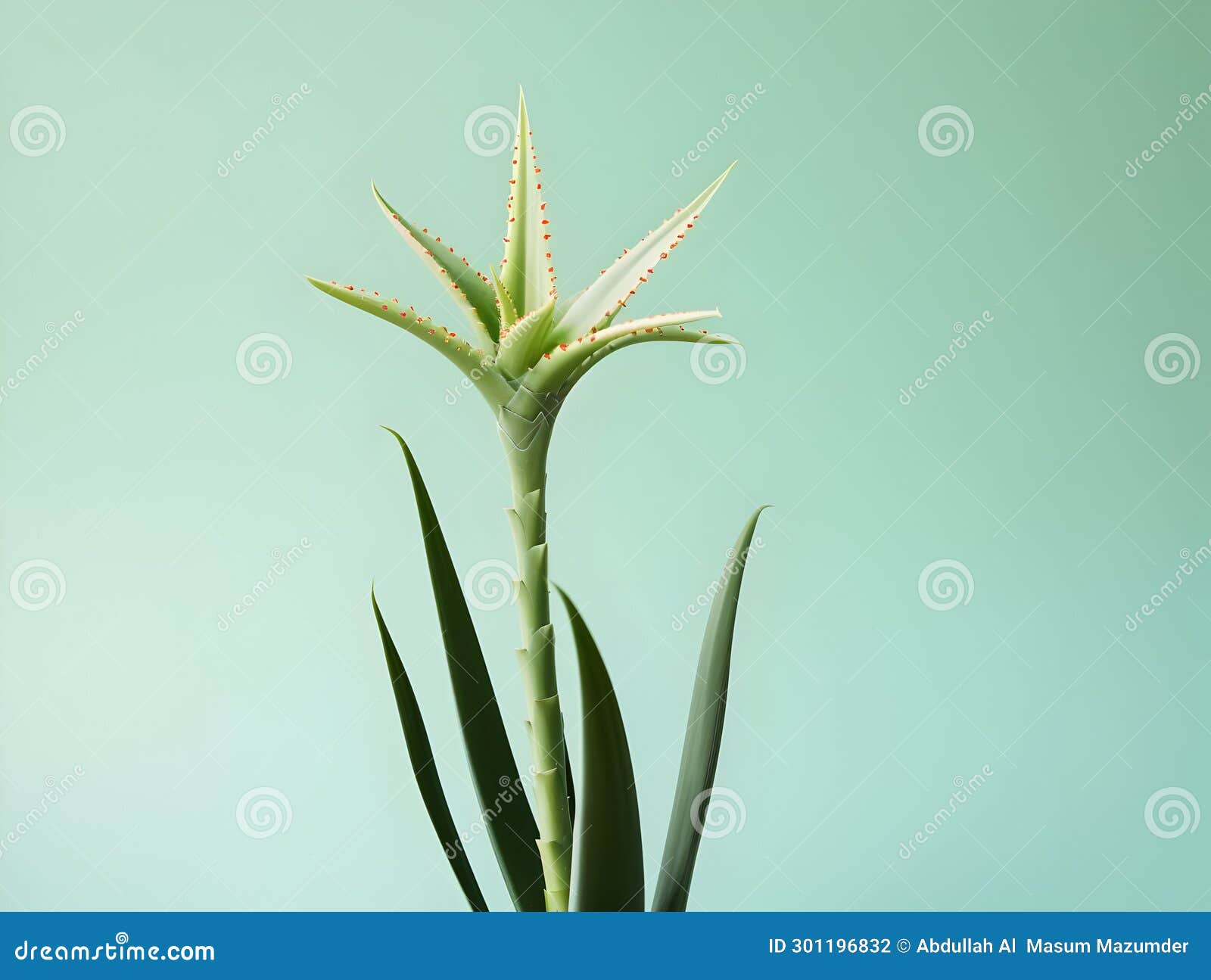 Aloe Vera Flower in Studio Background, Single Aloe Vera Flower ...