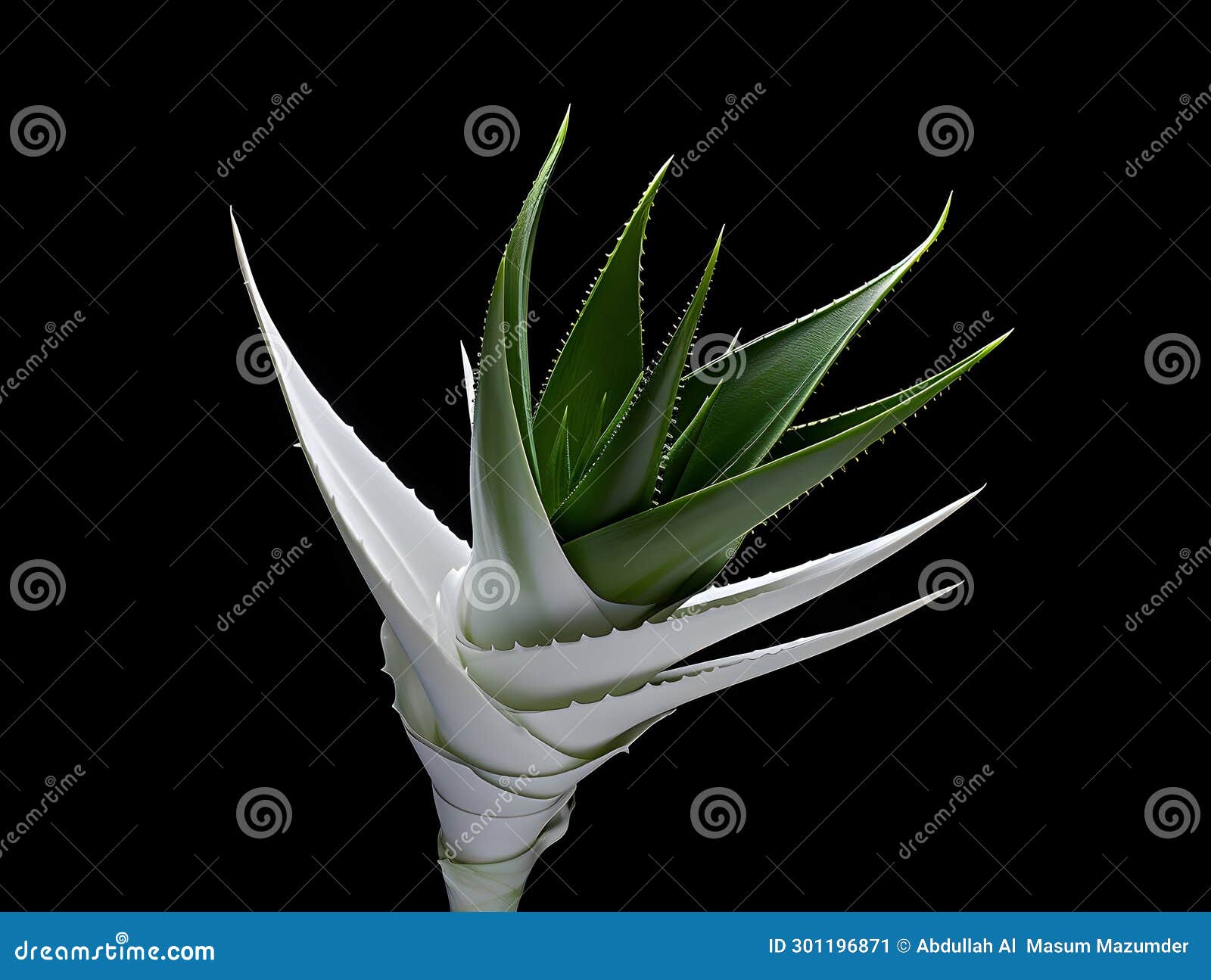 Aloe Vera Flower in Studio Background, Single Aloe Vera Flower ...