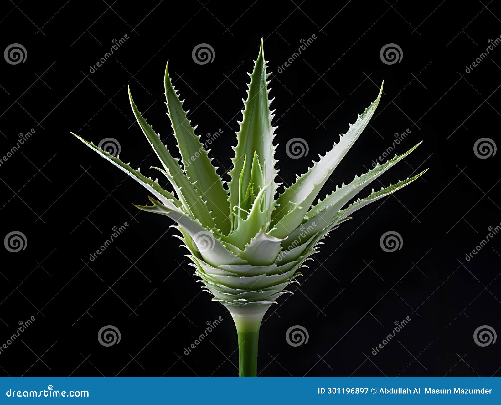 Aloe Vera Flower in Studio Background, Single Aloe Vera Flower ...