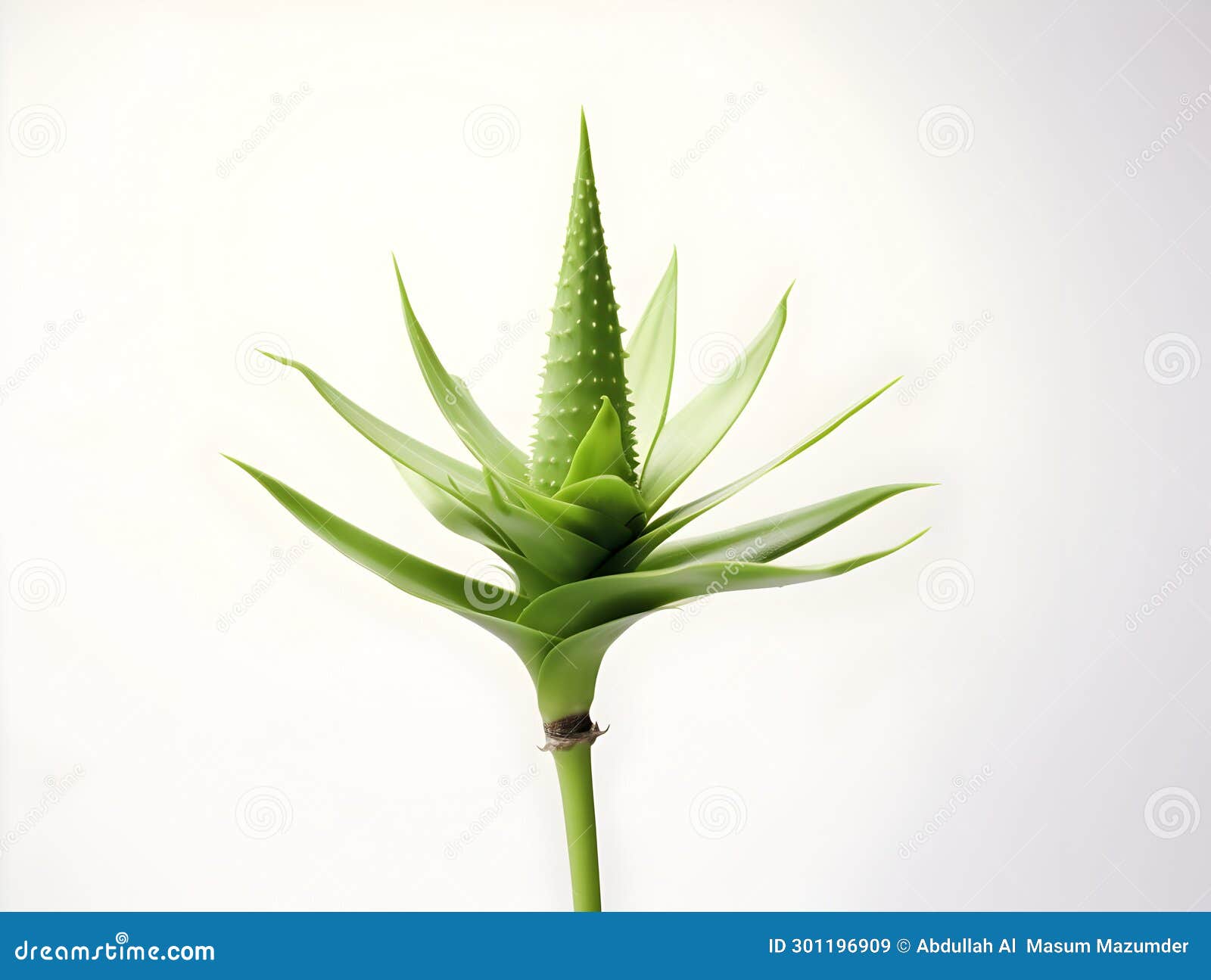 Aloe Vera Flower in Studio Background, Single Aloe Vera Flower ...