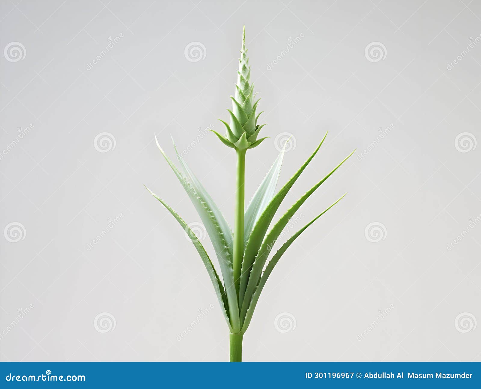 Aloe Vera Flower in Studio Background, Single Aloe Vera Flower ...