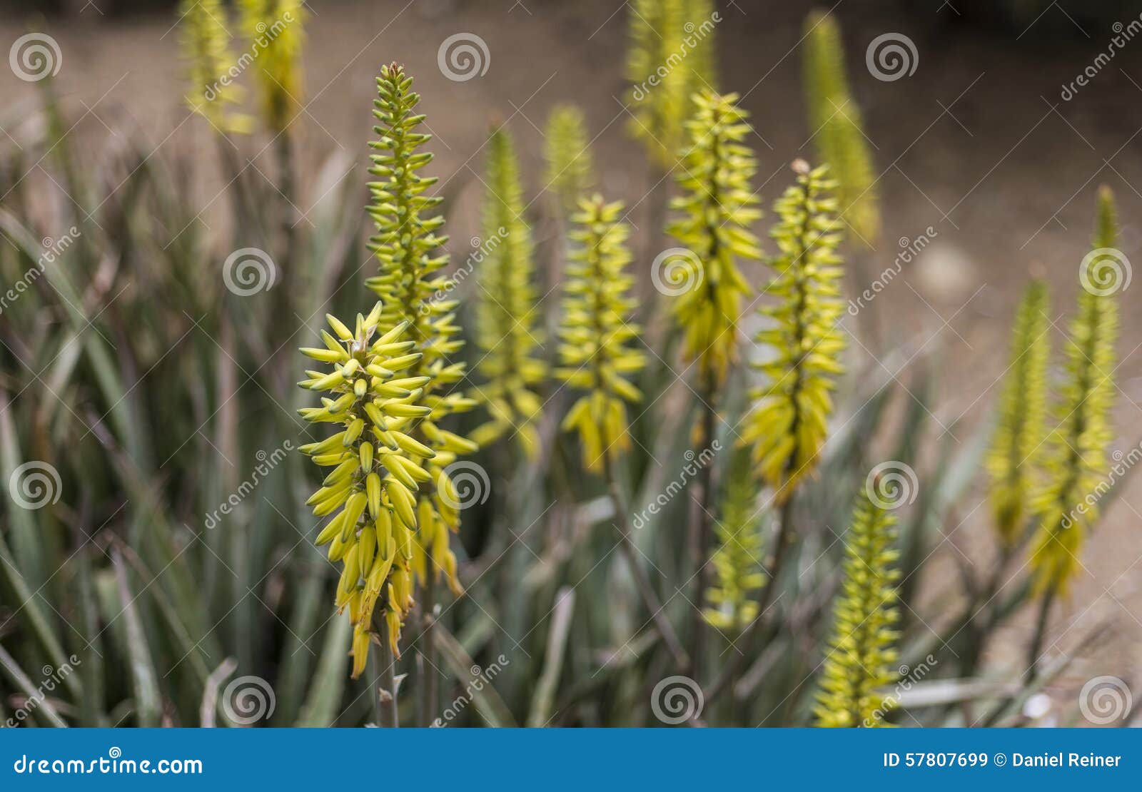 Aloe vera stock image. Image of perennial, vera, plant - 57807699