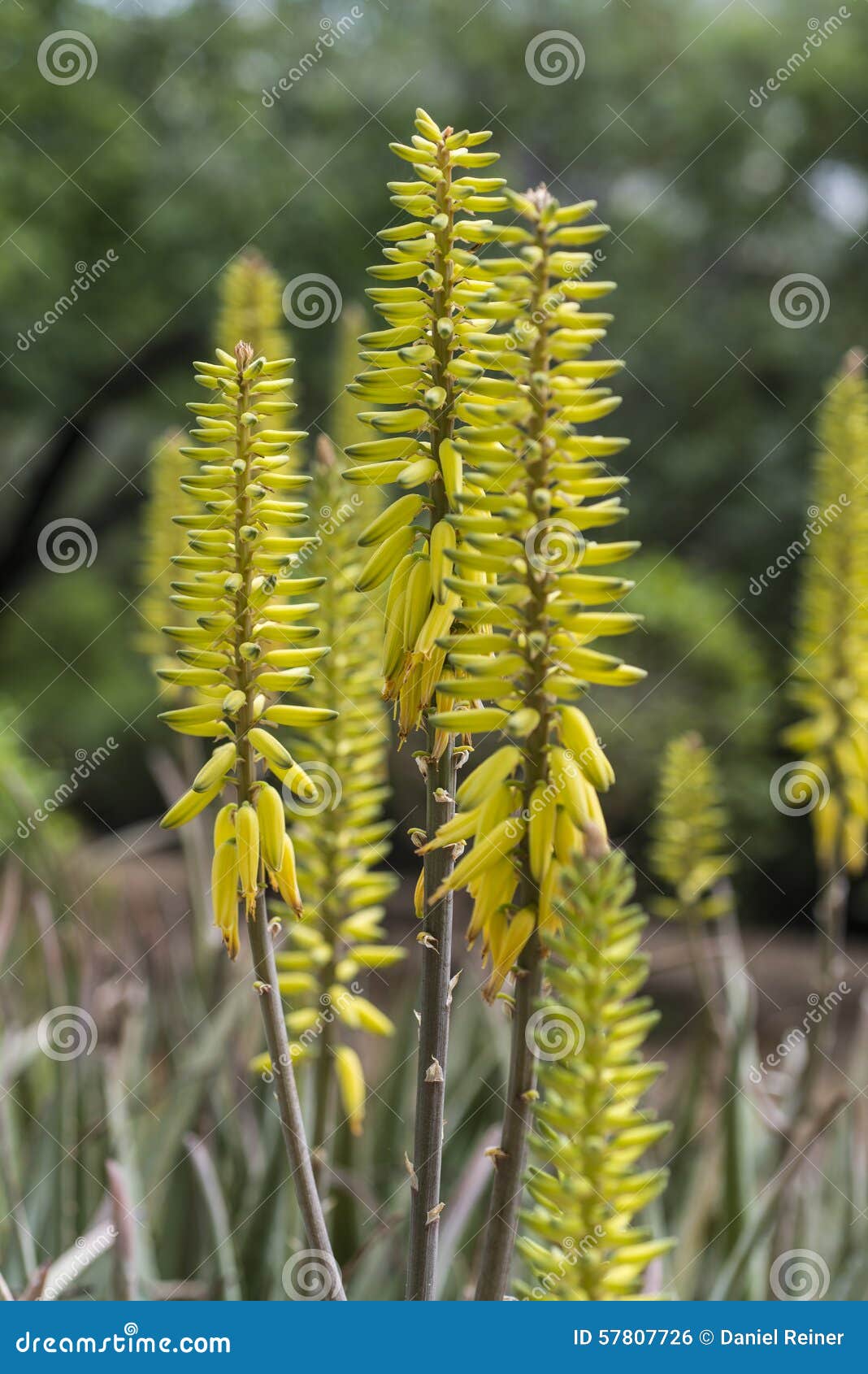 Aloe vera stock photo. Image of plant, colors, aloe, nature - 57807726