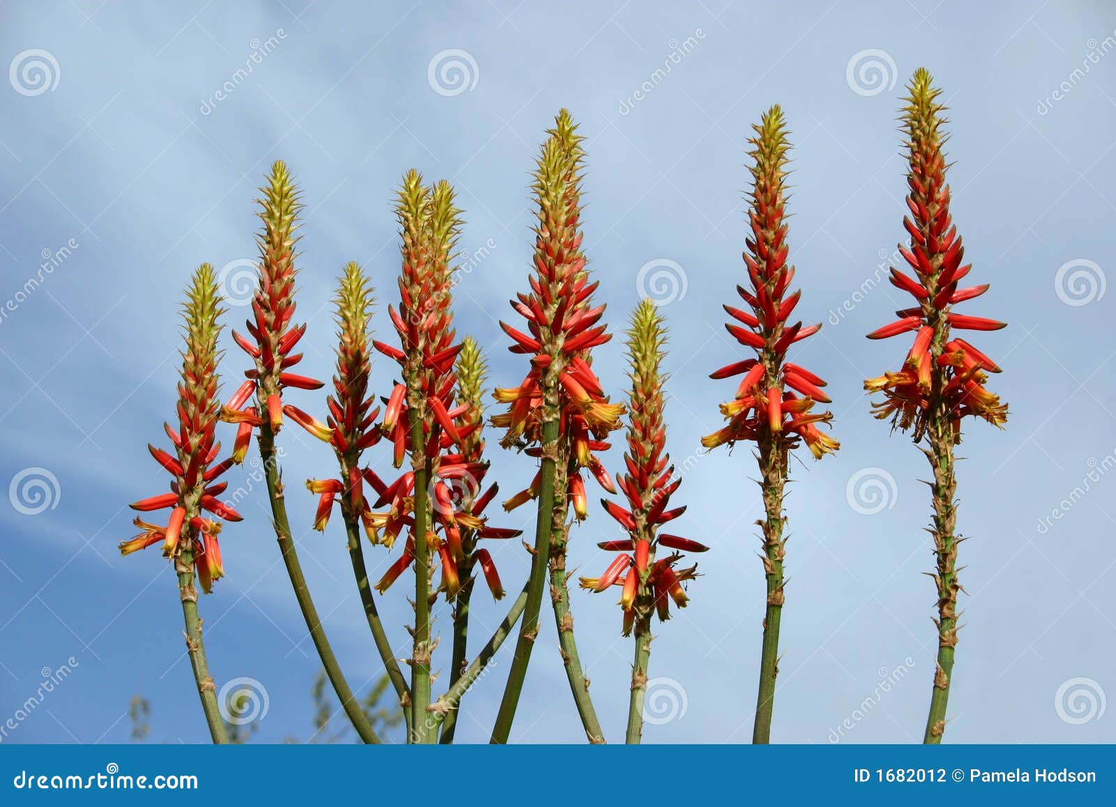 Aloe vera flowers stock photo. Image of heal, fresh, flower - 1682012