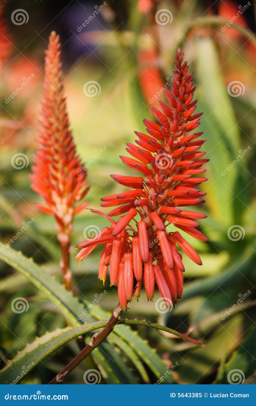 Aloe Vera flowers stock image. Image of aloe, nature, summer - 5643385
