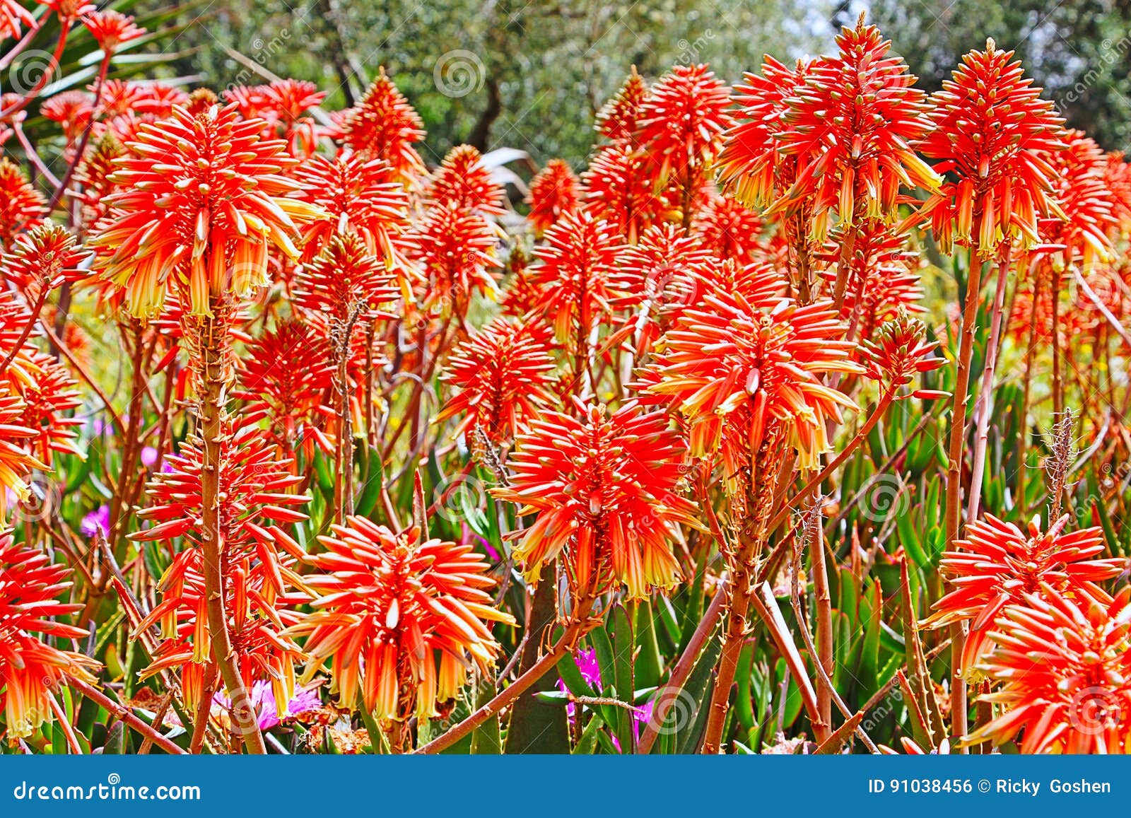 Aloe vera flowers stock photo. Image of heal, tropics - 91038456