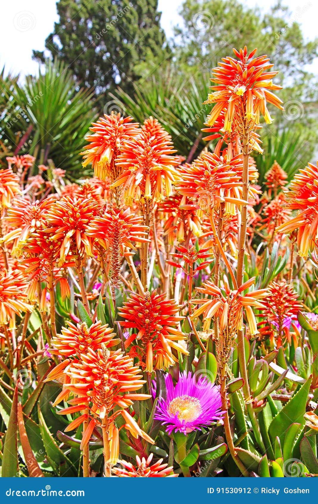 Aloe vera flowers stock photo. Image of flower, plant - 91530912