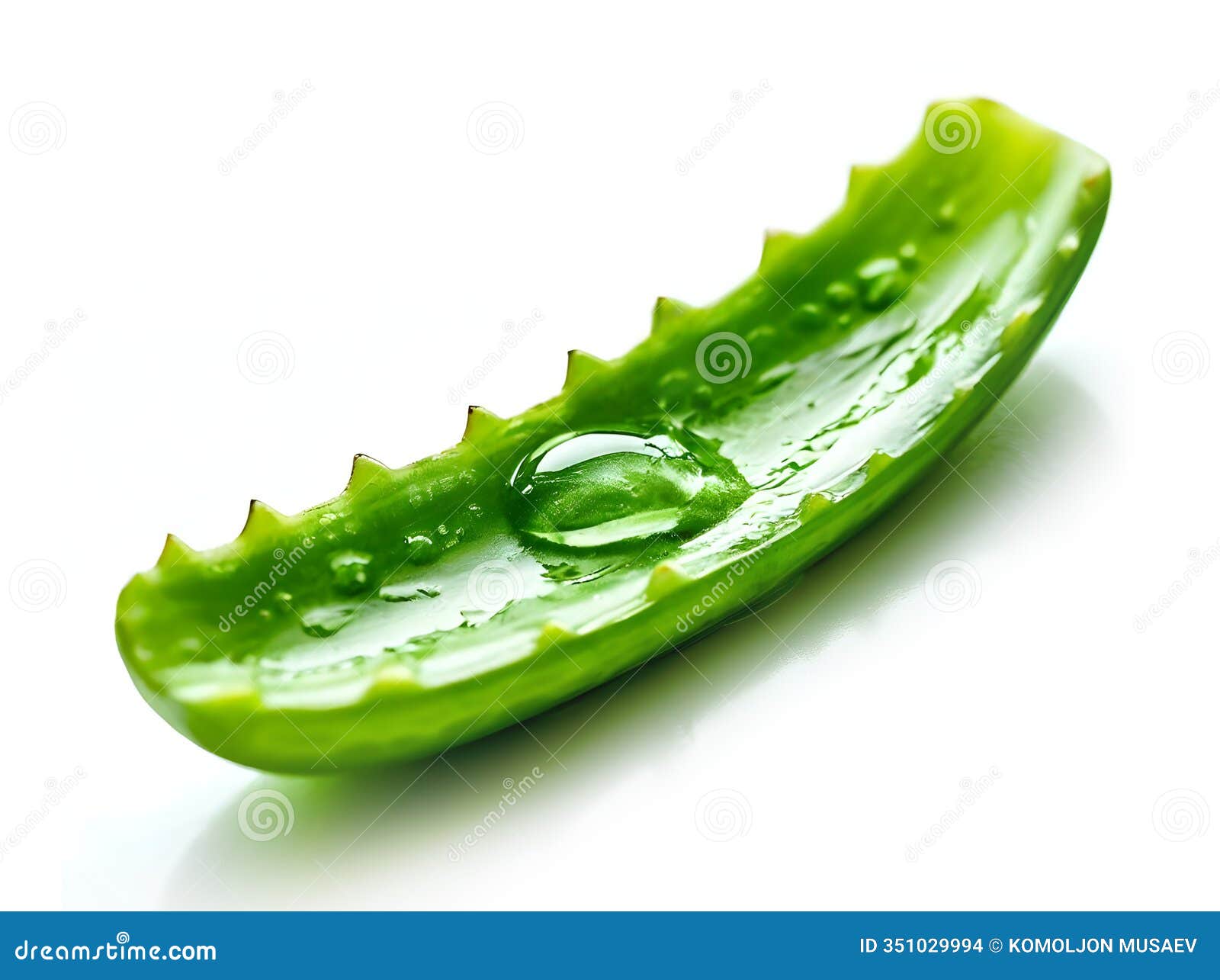 Aloe Vera Fresh Leave Laying on White Background. Reference for Design ...