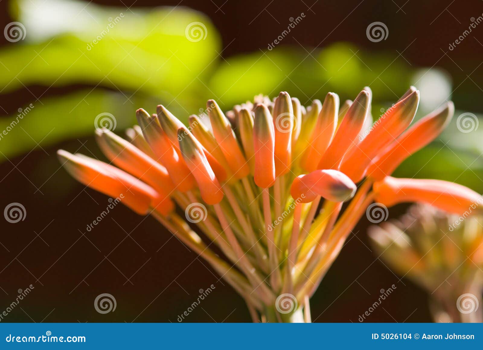 Aloe Vera in Full Bloom stock photo. Image of colour, bloom - 5026104