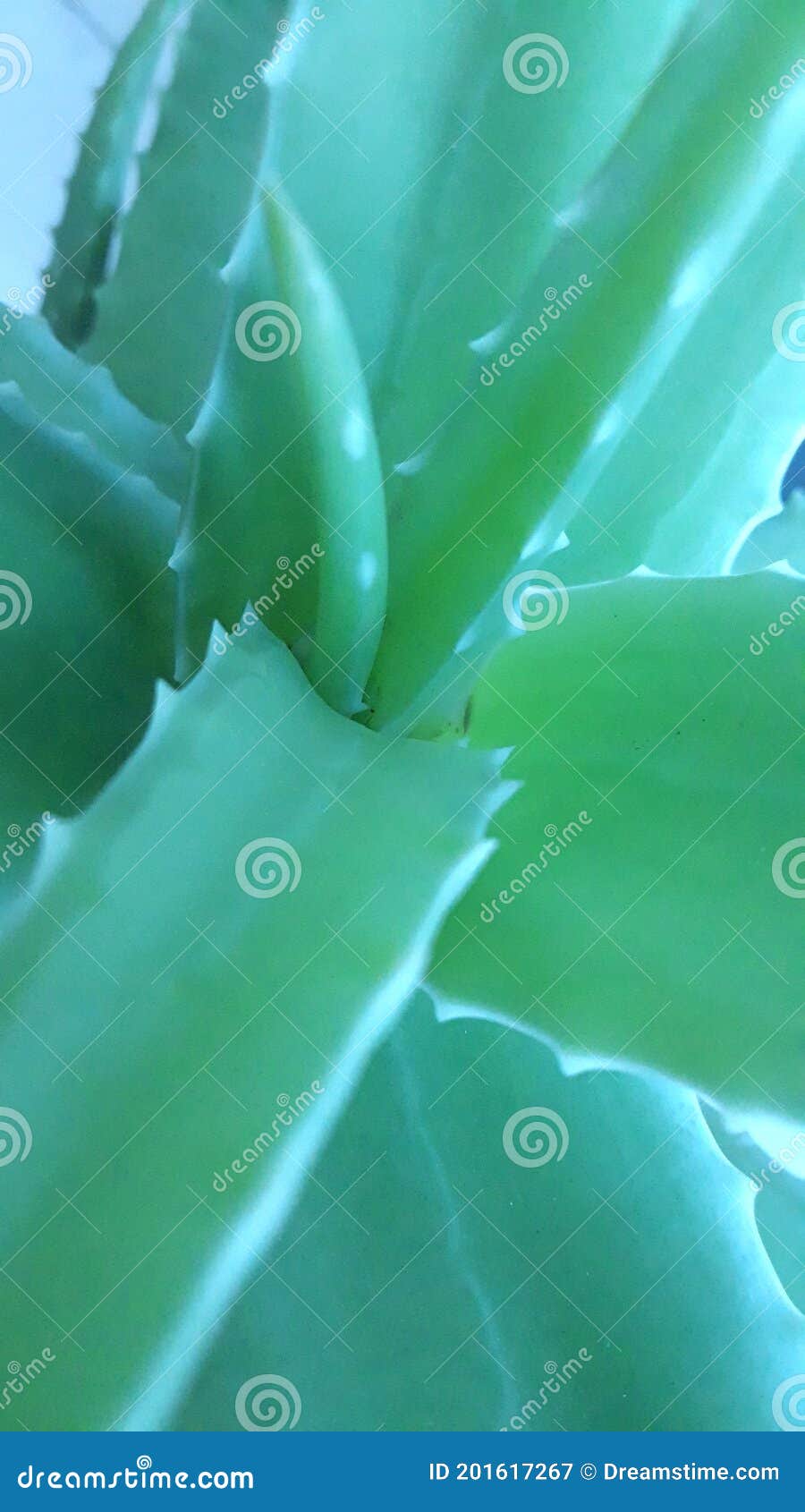 Light Aloe Vera Green Color Stock Image - Image of light, aloe: 201617267