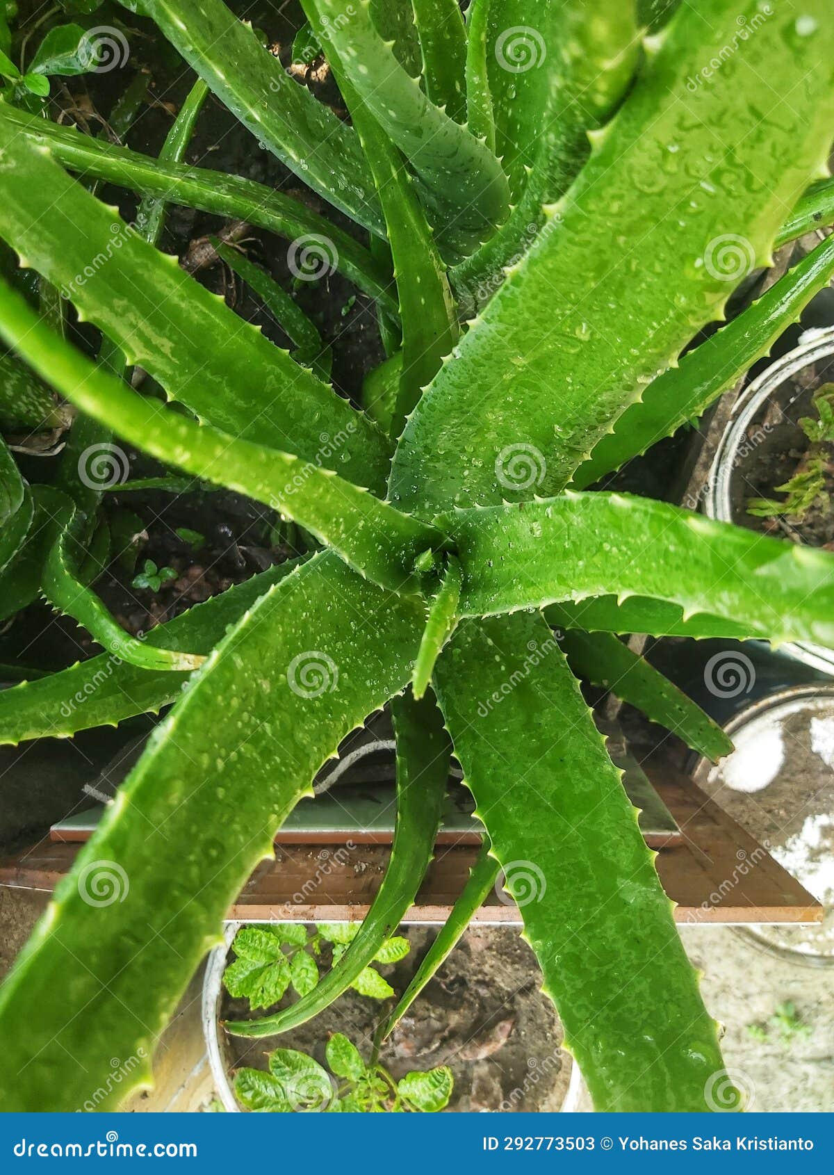 Aloe Vera Green, Growing Wild on the Ground Stock Image - Image of aloe ...