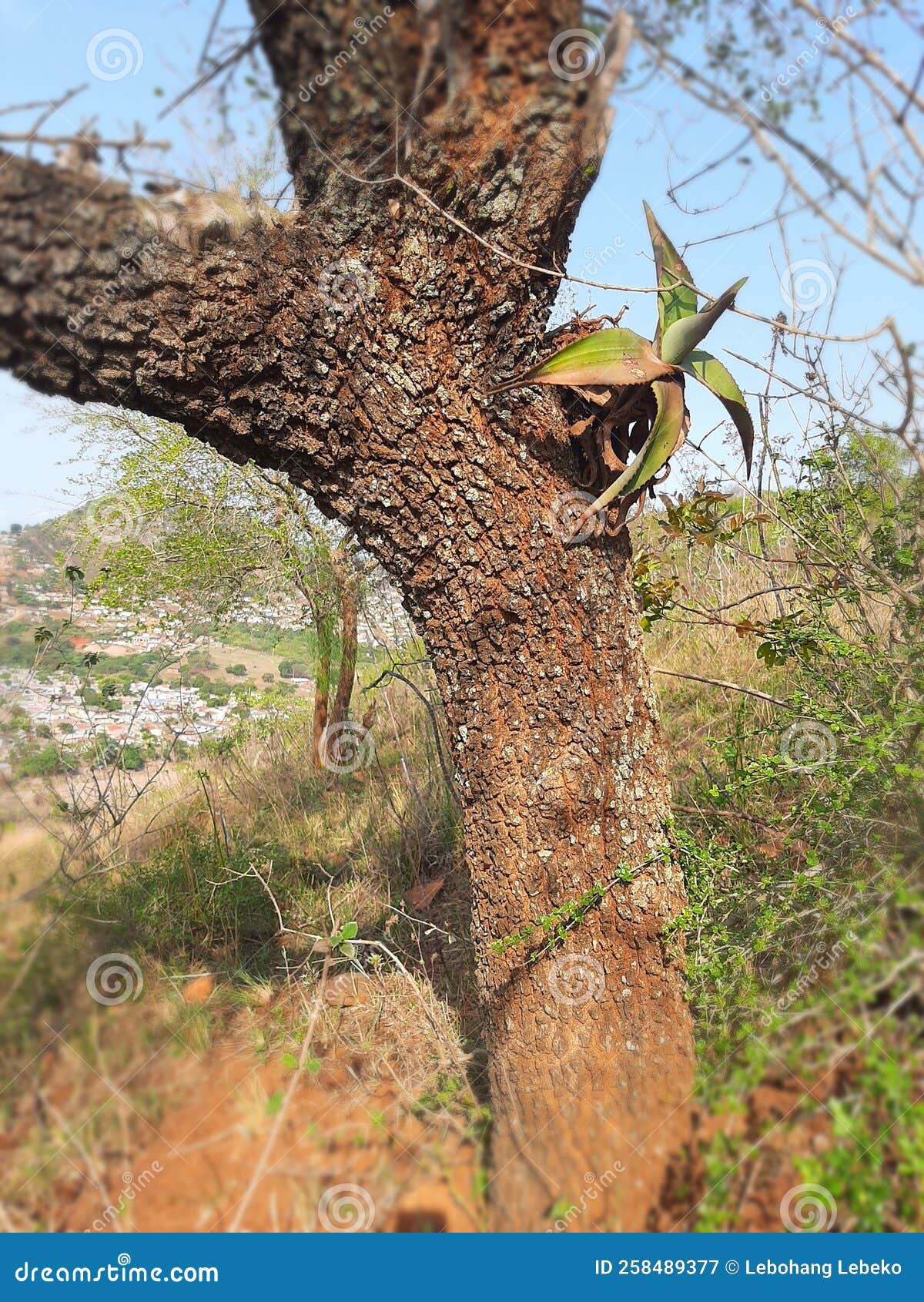 Aloe vera grow on a tree stock image. Image of wildlife - 258489377