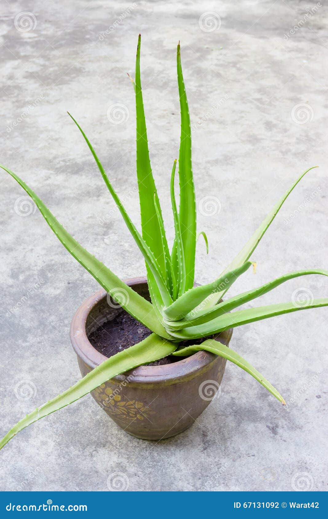 Aloe vera is a herb in pot stock photo. Image of cosmetics - 67131092