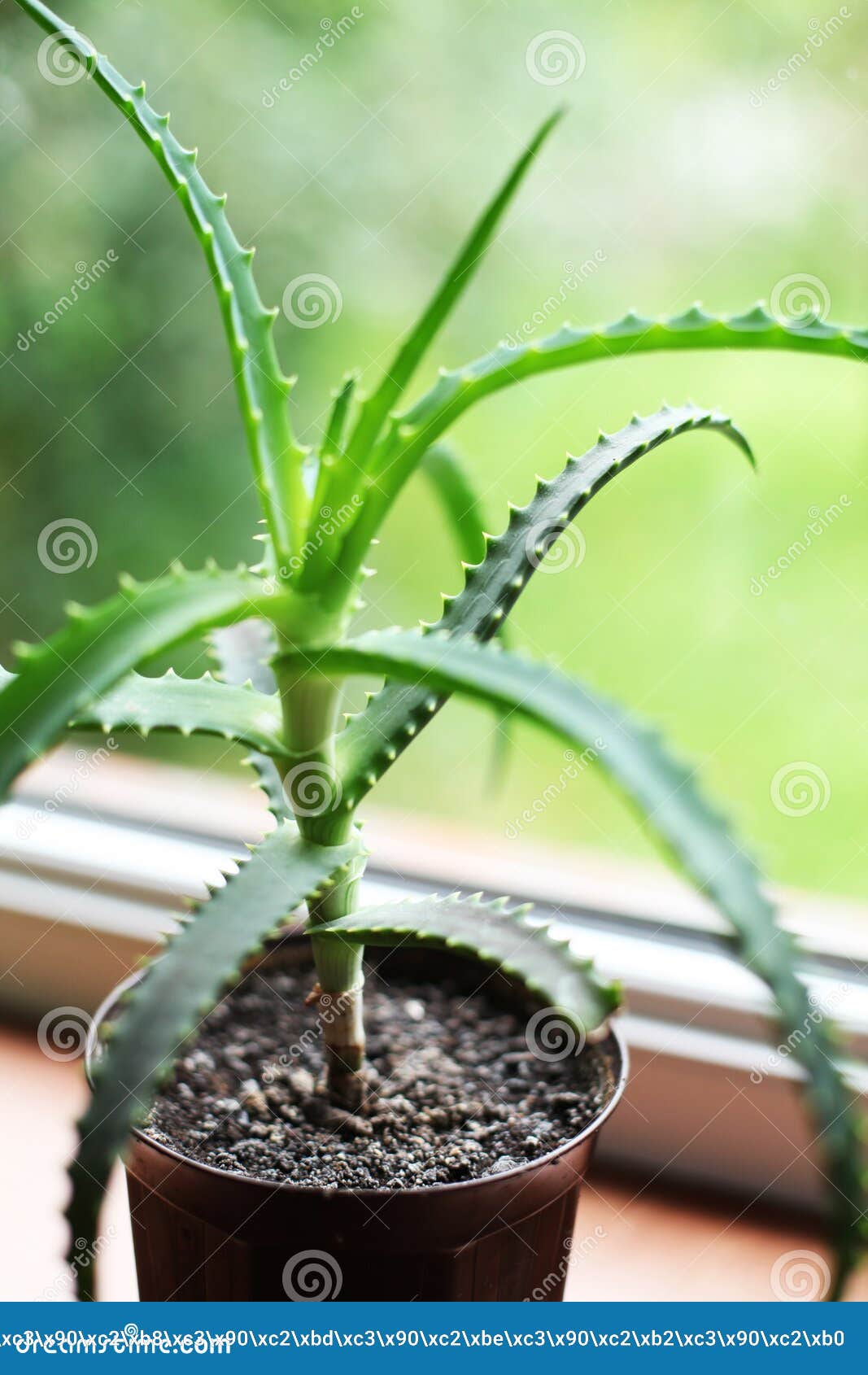 Aloe Vera house plant stock photo. Image of aloe, decoration - 192078402