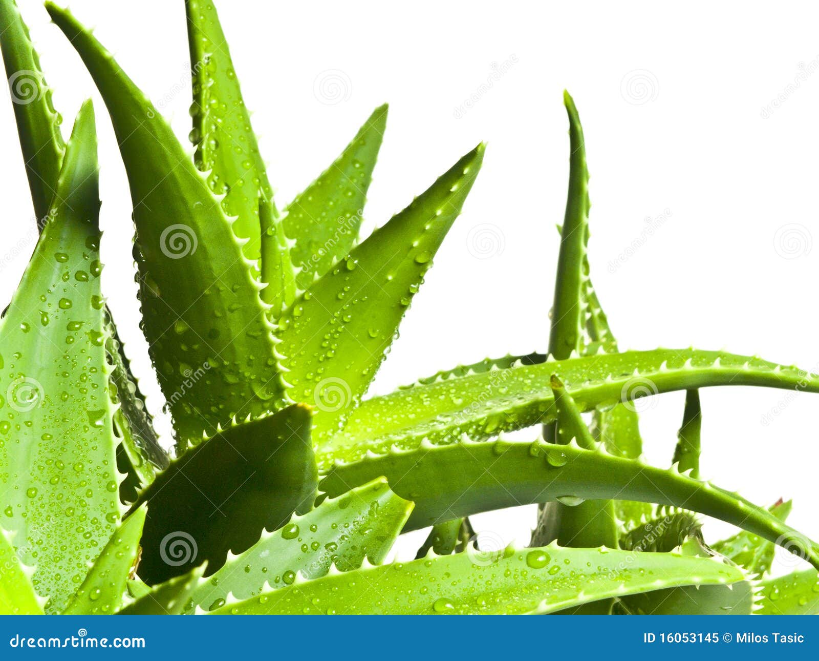 Aloe Vera Leaves stock image. Image of care, macro, closeup - 16053145