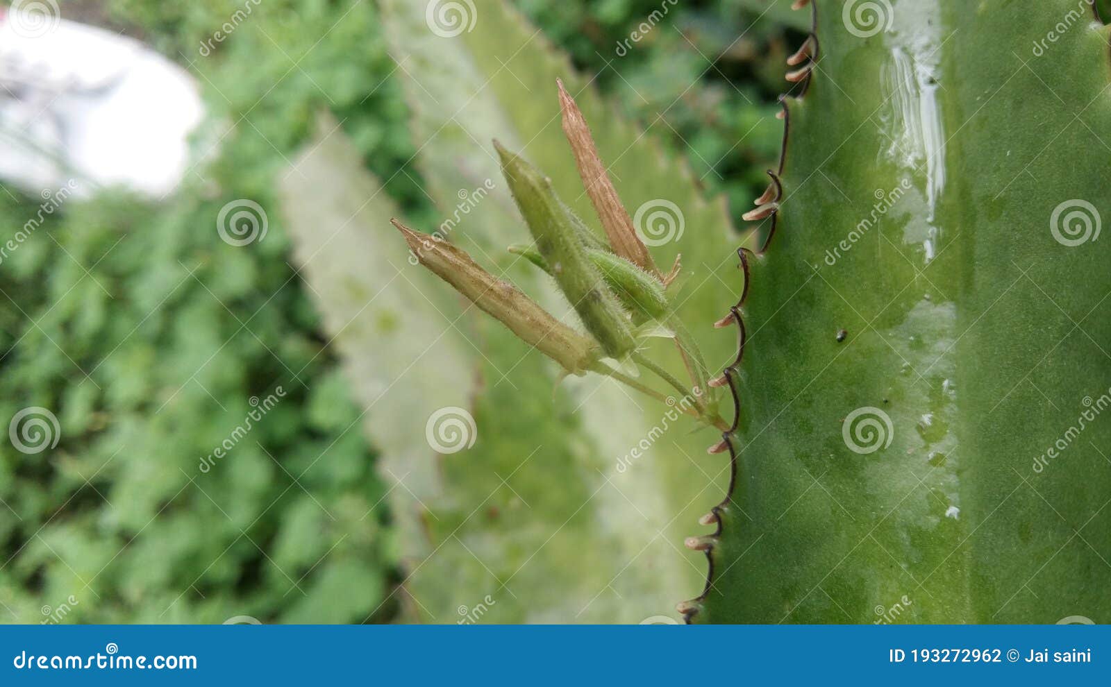 Aloe vera mini leaf plant stock photo. Image of tree - 193272962