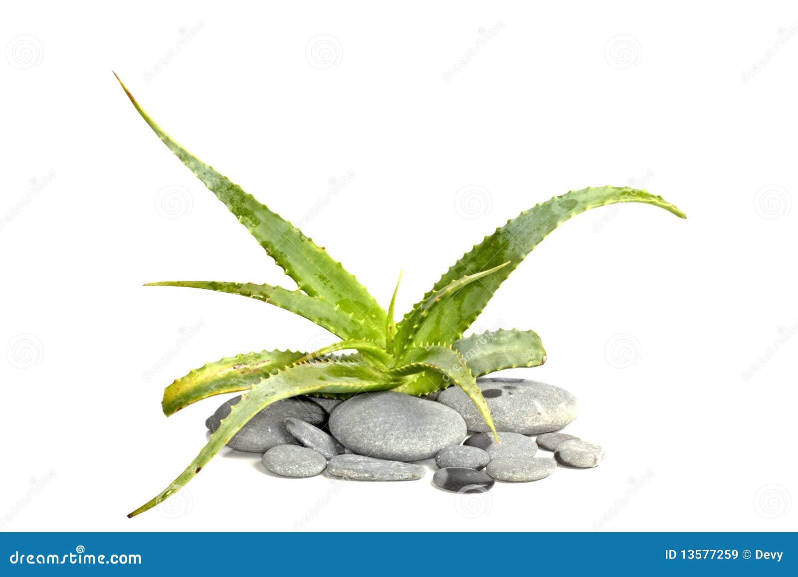 Aloe Vera with Pebblestones Stock Image - Image of herb, herbal: 13577259