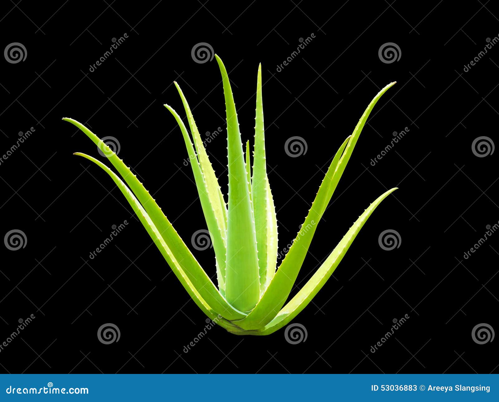 Aloe vera plant on black stock image. Image of ingredient - 53036883