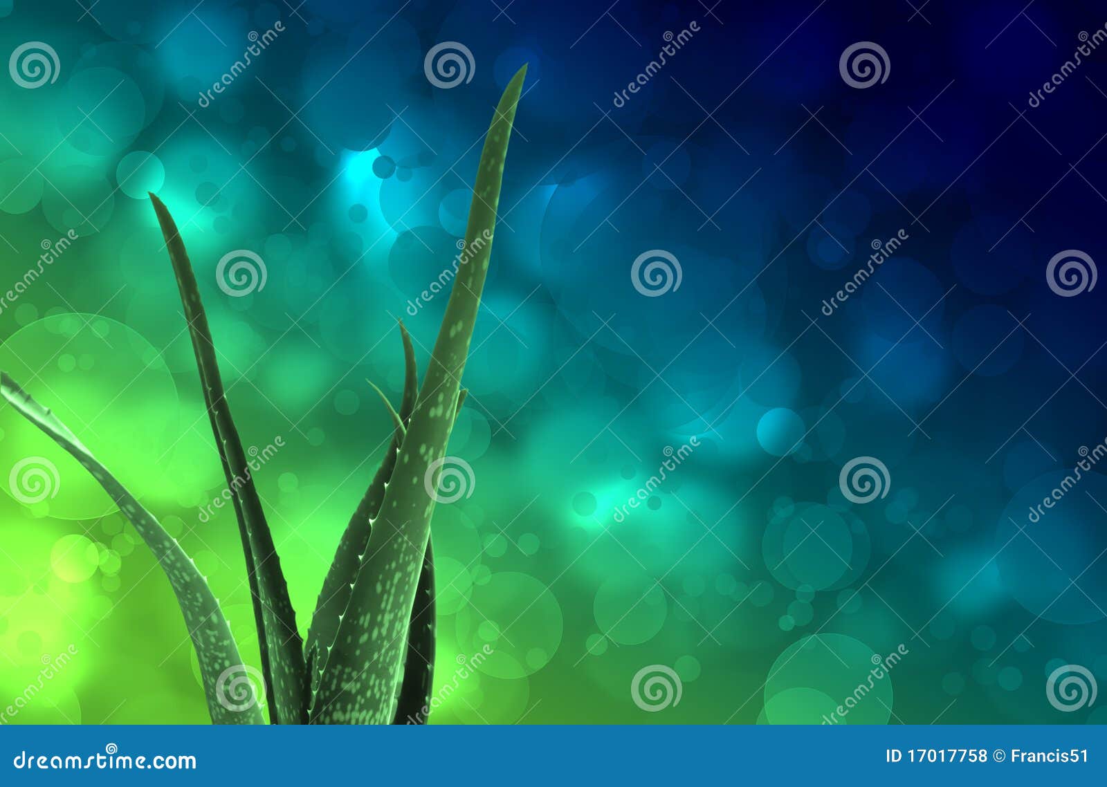 Aloe Vera plant on blue stock photo. Image of nature - 17017758