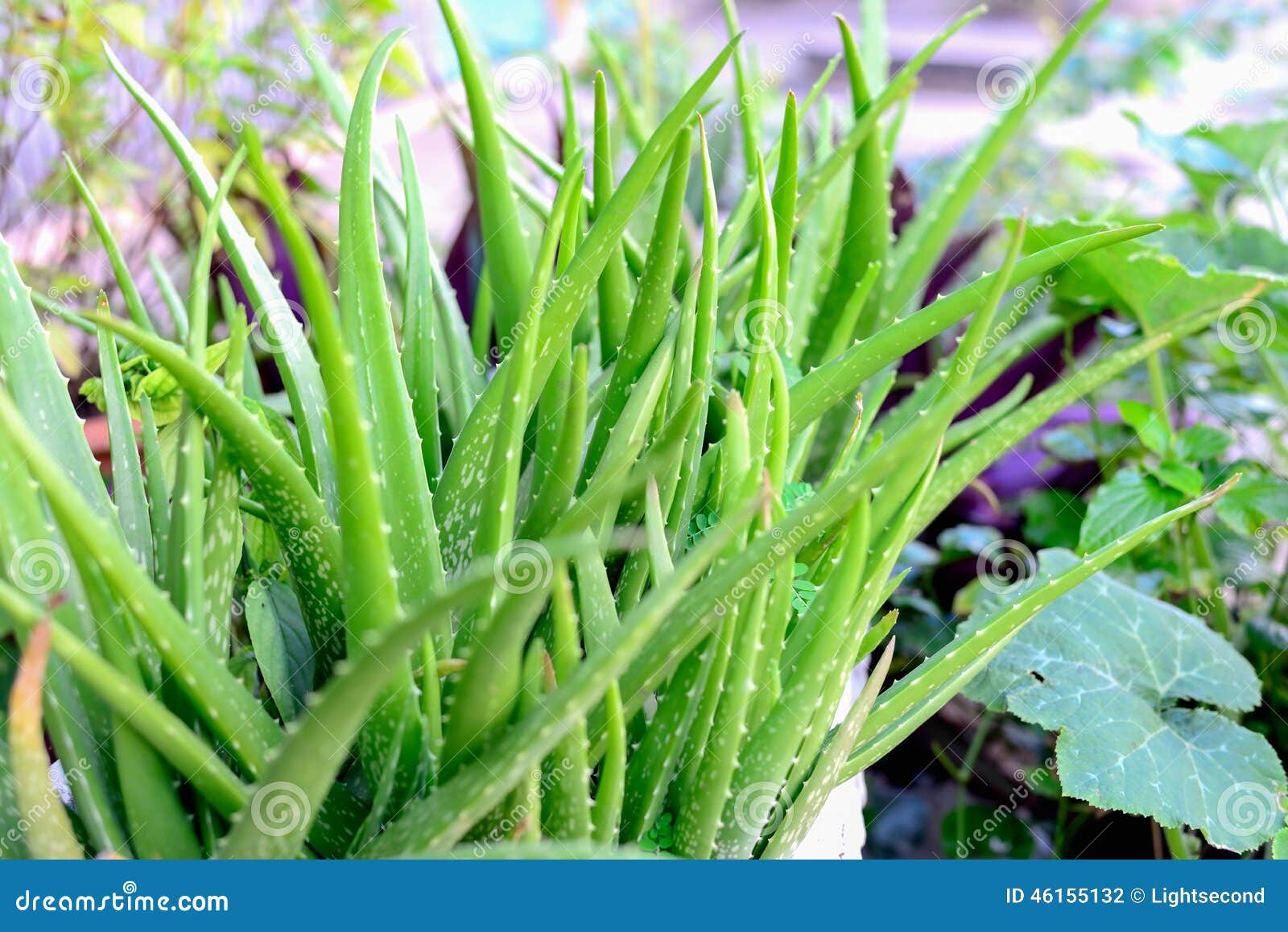 Aloe stock photo. Image of succulent, plant, growth, selective - 46155132
