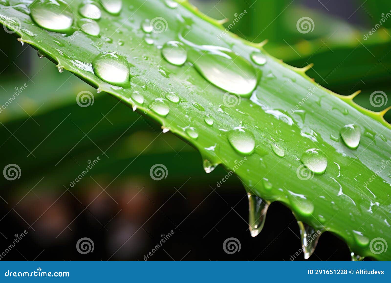 Aloe Vera Plant with Cut Open Leaf Stock Photo - Image of skincare ...