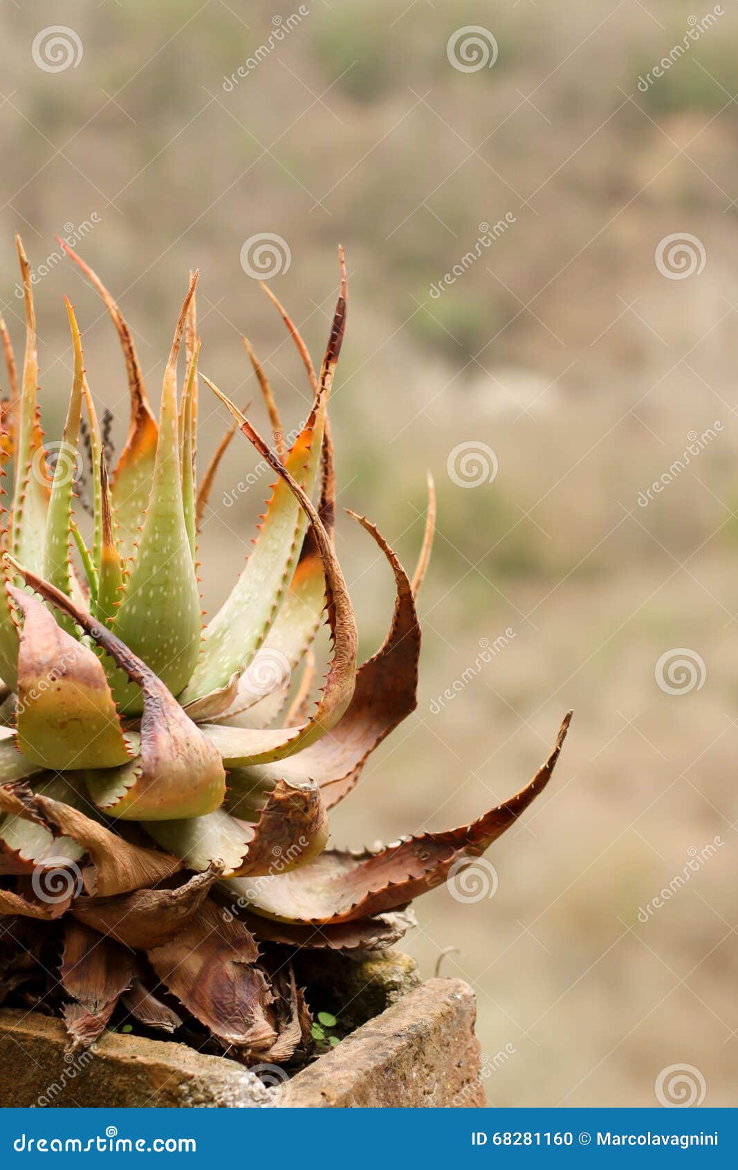 Aloe Vera Plant Dry and Dead Stock Photo - Image of succulent, aloe ...