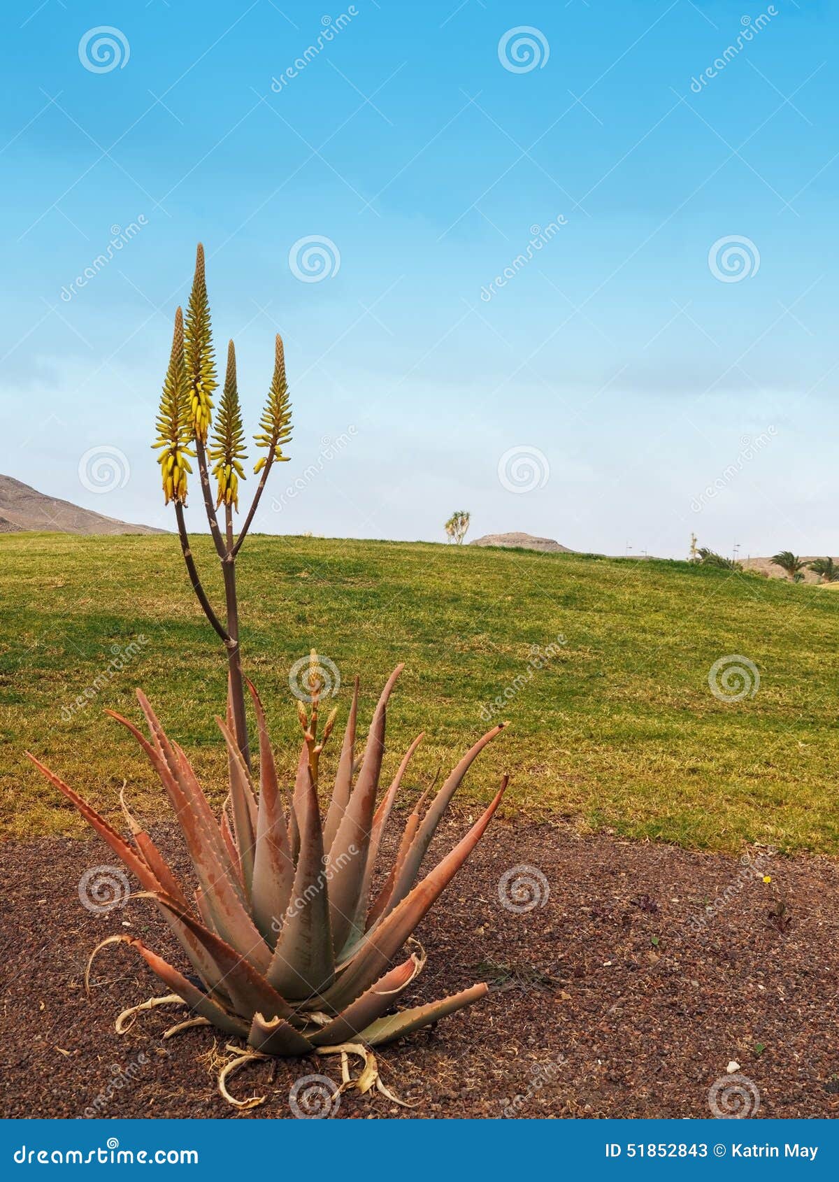 Aloe Vera Plant with a Golf Course at Background Stock Image - Image of ...