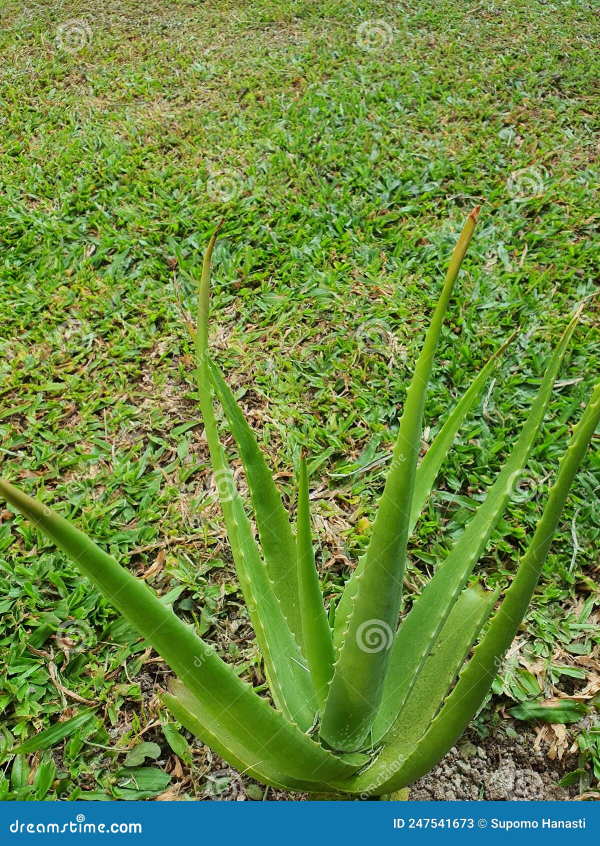 Aloe Vera Plant in the Middle with Green Grass Background Stock Image ...