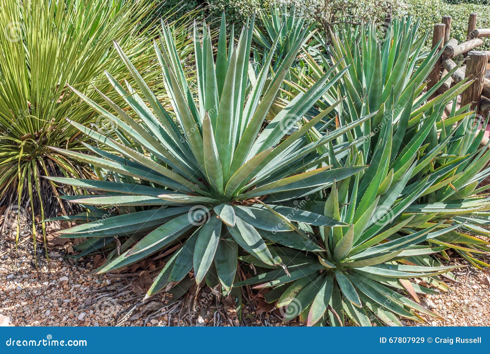 Mexico Aloe Vera Plant Stock Photos - Download 302 Royalty Free Photos