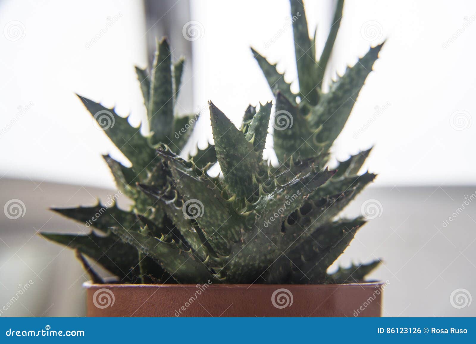Aloe vera stock photo. Image of medicinal, inside, macro - 86123126