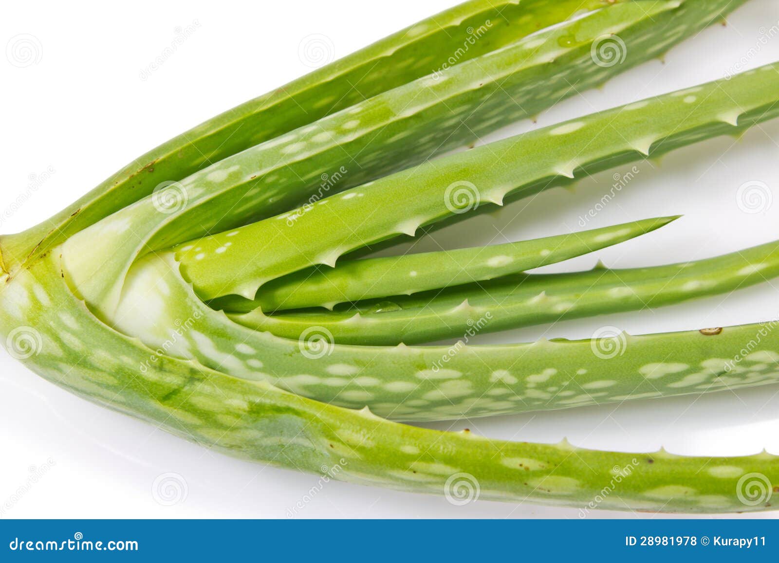 Aloe Vera Plant Isolated on White Stock Photo - Image of aloe, grow ...