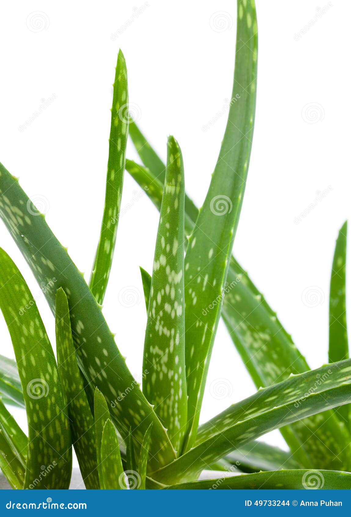 Aloe vera plant stock photo. Image of fresh, cosmetics - 49733244