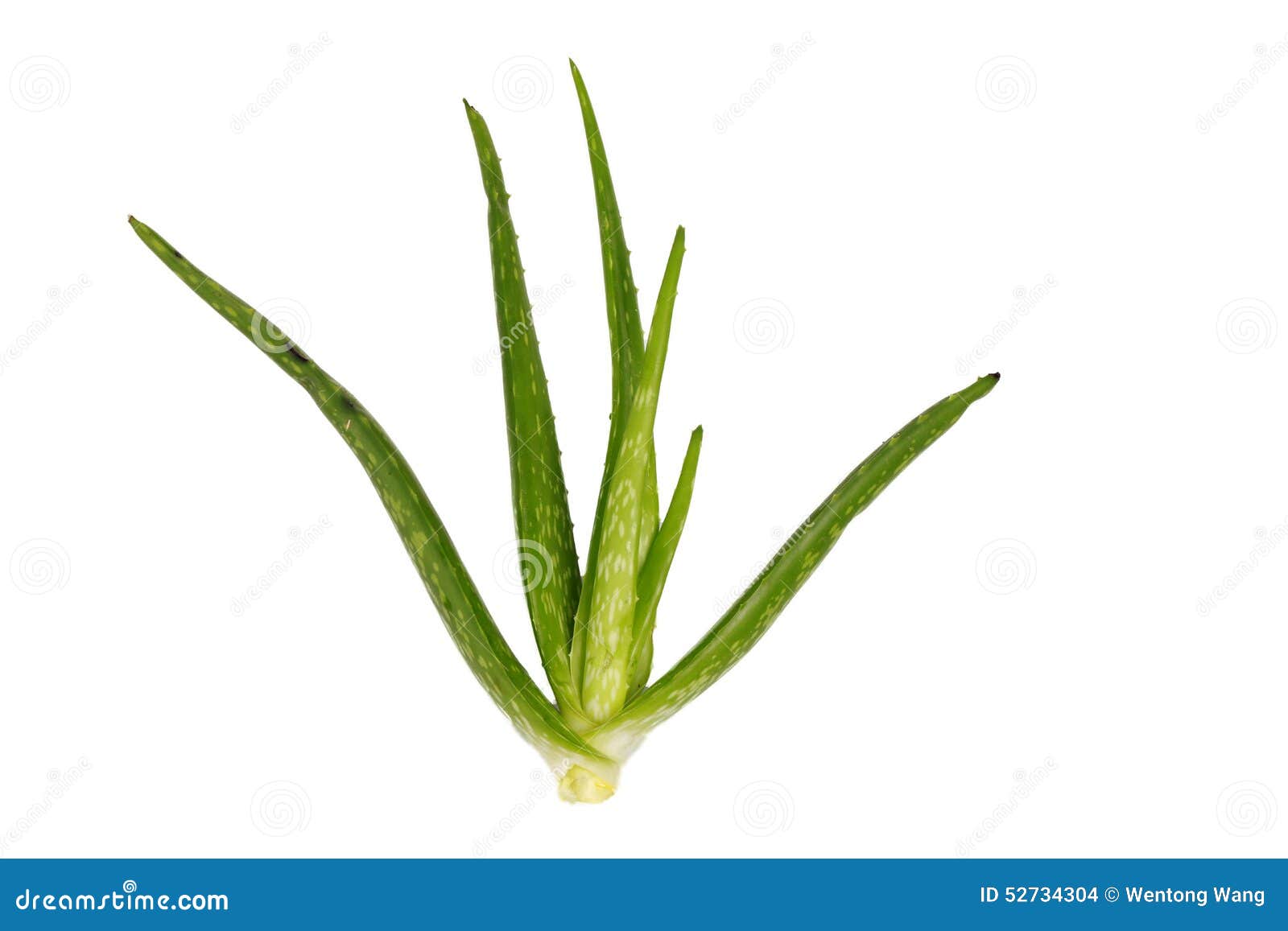 Aloe vera plant stock photo. Image of isolated, detailed - 52734304