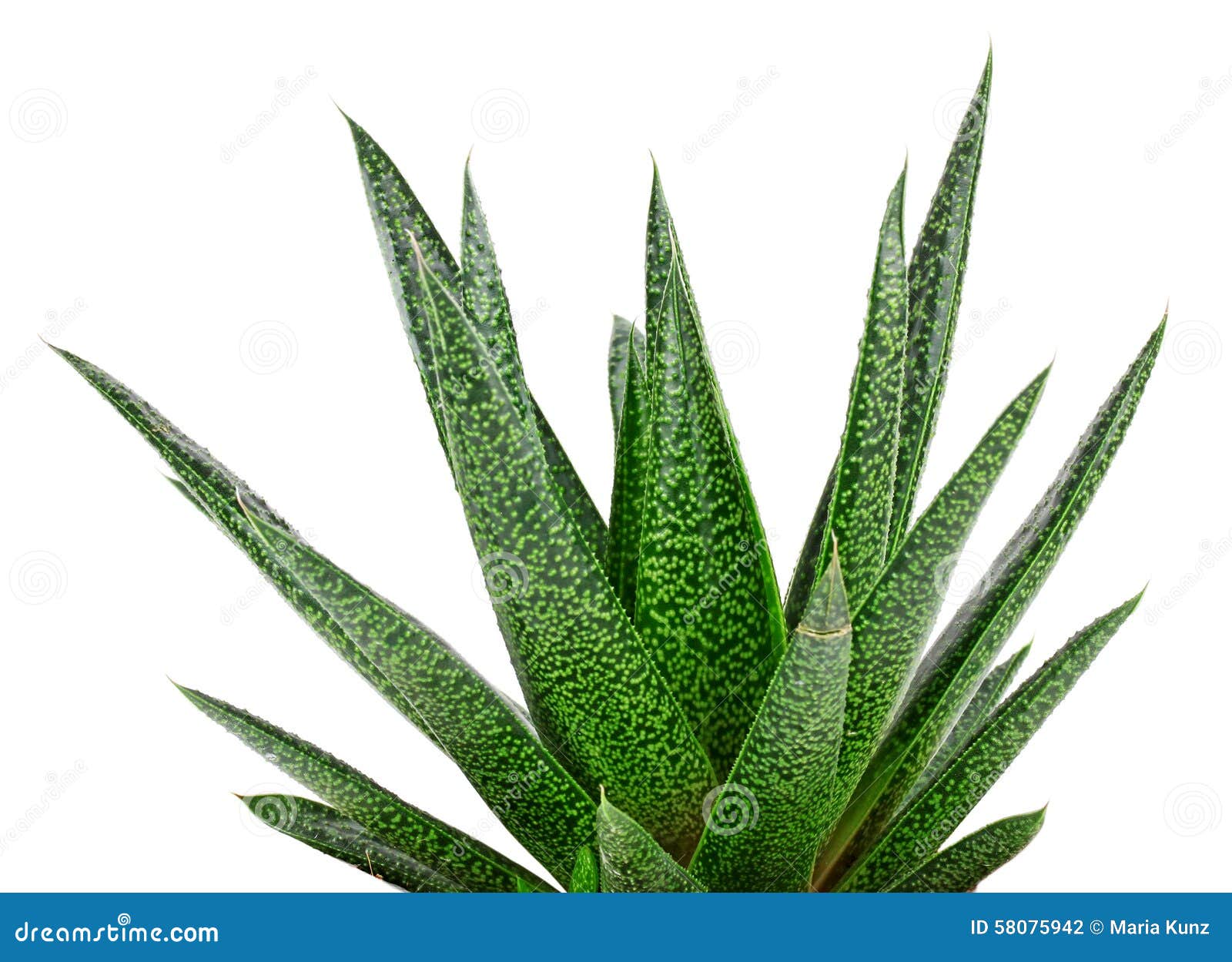 Aloe Vera Plant Isolated on White Stock Photo - Image of care, closeup ...