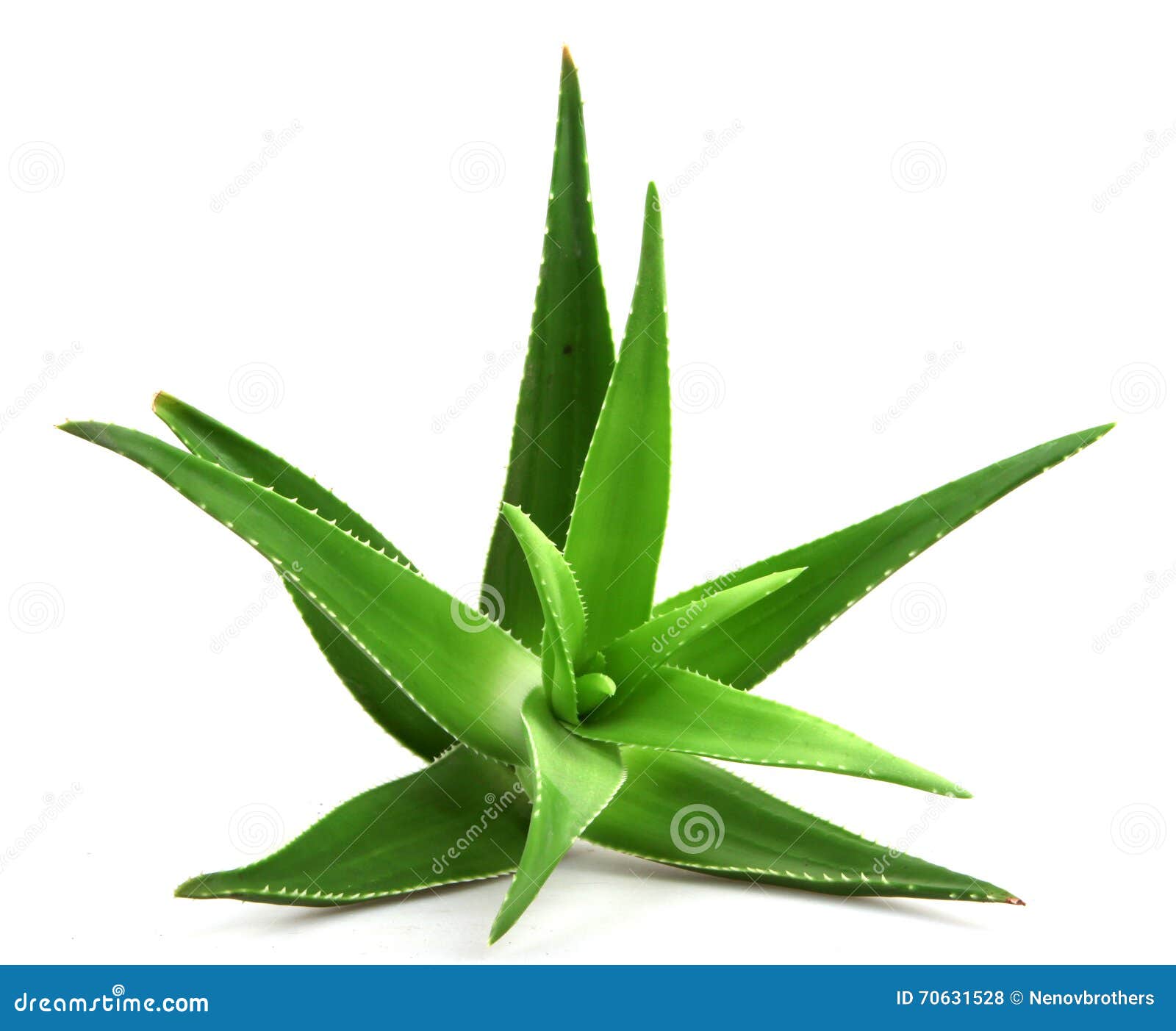 Aloe Vera Plant Isolated on White Stock Photo - Image of healthy ...