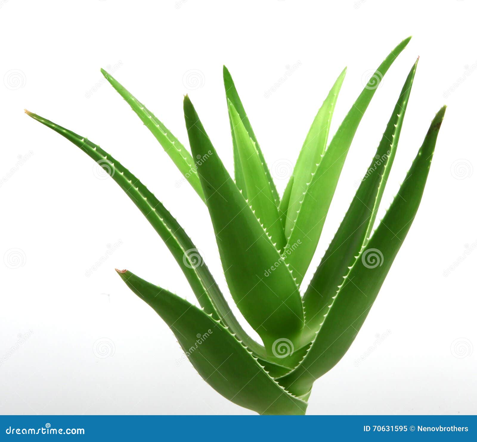 Aloe Vera Plant Isolated on White Stock Image - Image of heal, macro ...