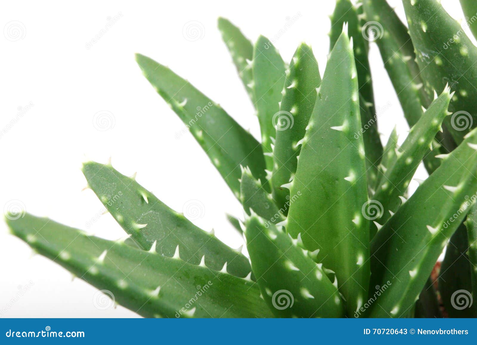 Aloe Vera Plant Isolated on White Stock Image - Image of alternative ...