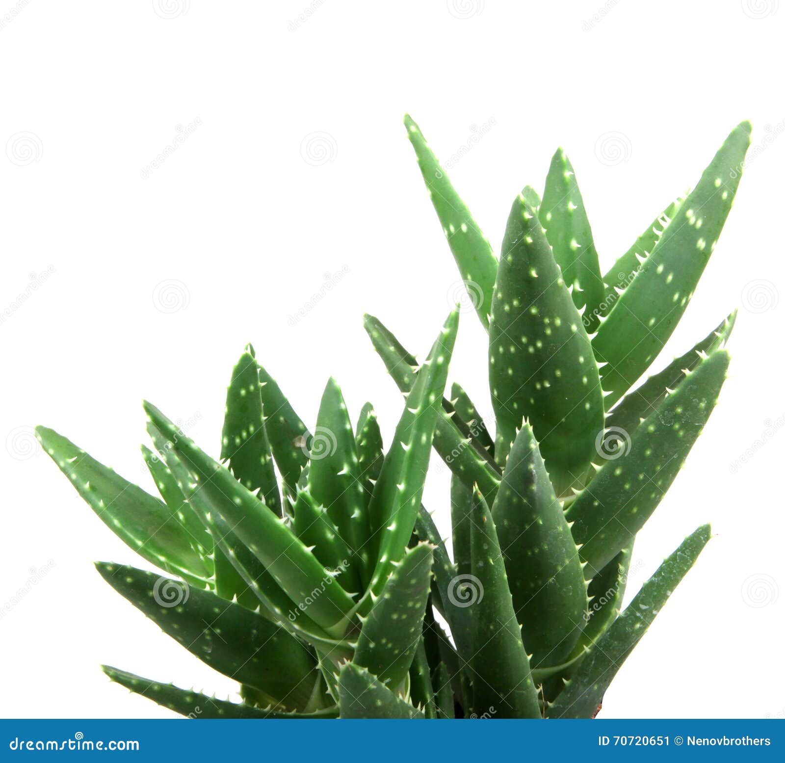 Aloe Vera Plant Isolated on White Stock Image - Image of focus, growing ...